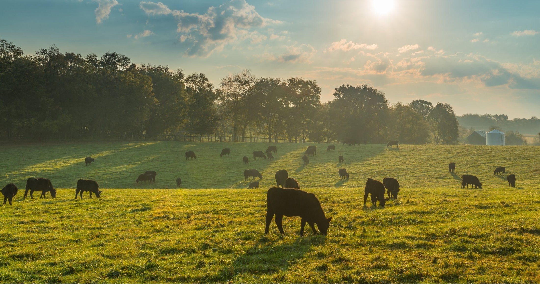 Simply Tallow & Co. | Handcrafted Tallow Skincare